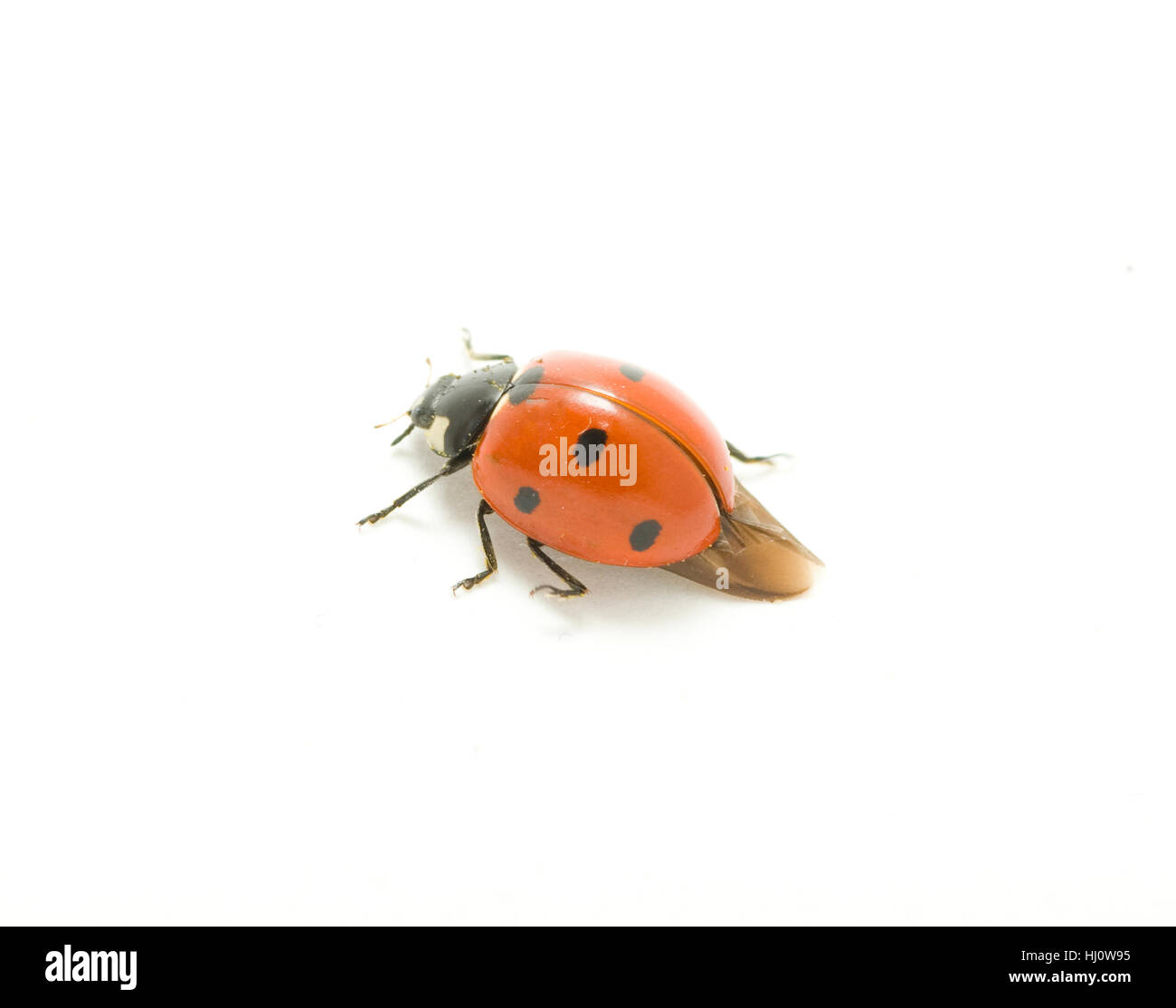 red ladybug isolated on white Stock Photo - Alamy