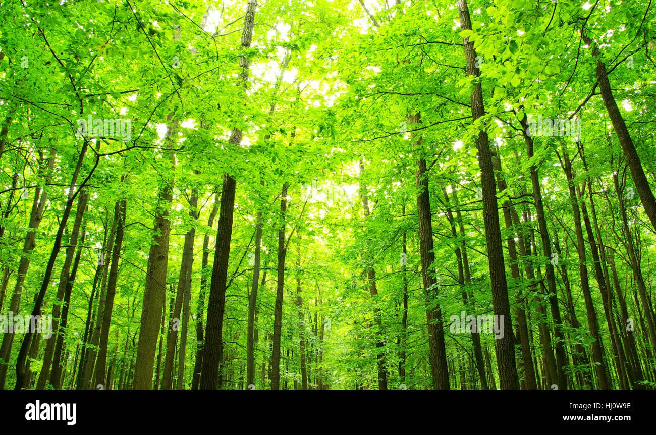 religious, tree, trees, sunbeams, sunlight, magnificence, woods, luxury ...