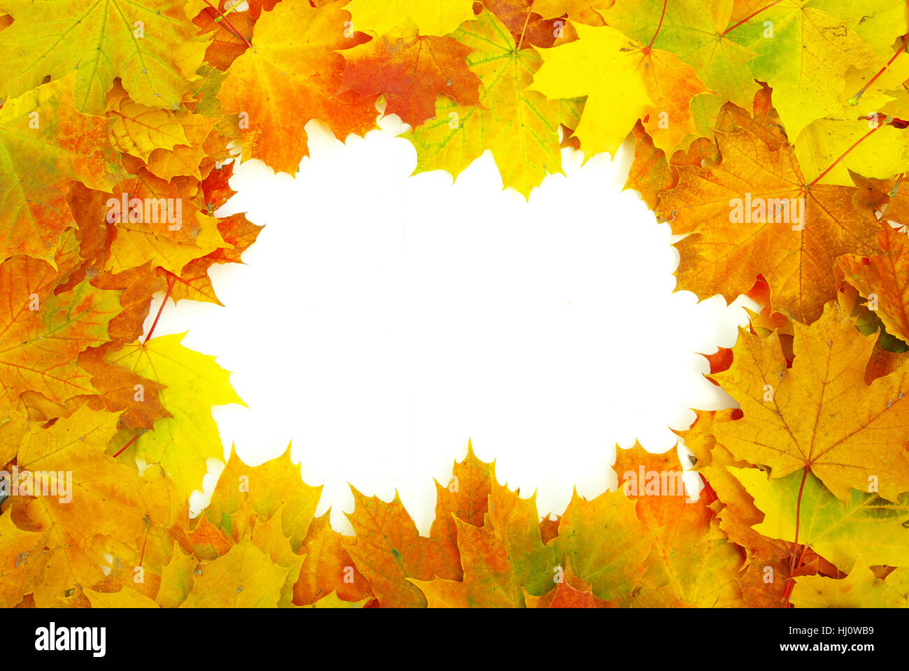 profile, leaf, isolated, colour, tree, trees, leaves, golden, branch ...