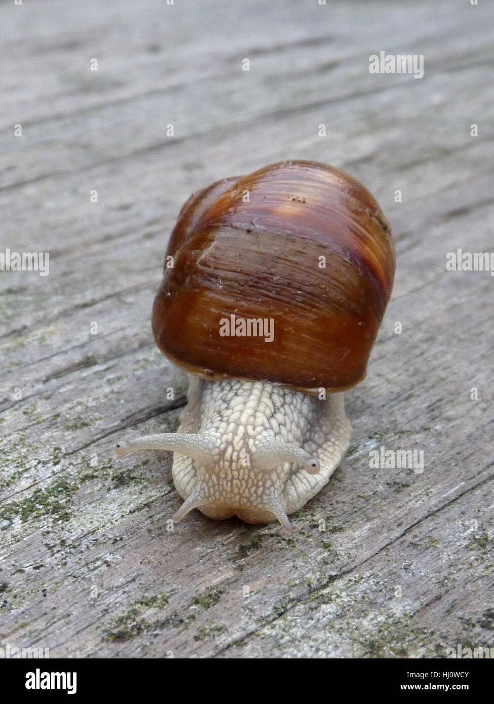 Mollusc snail escargots shell hi-res stock photography and images - Alamy