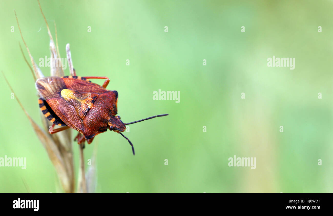 bug, insect, blade, blade of grass, meadow, grass, lawn, green, golden ...