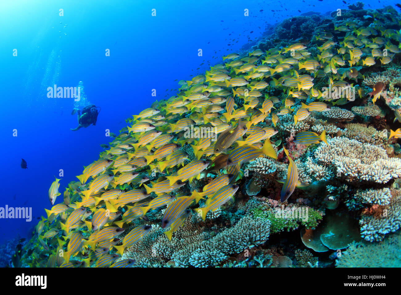 underwater, pisces, atoll, reef, diver, traveling, trip, journey ...