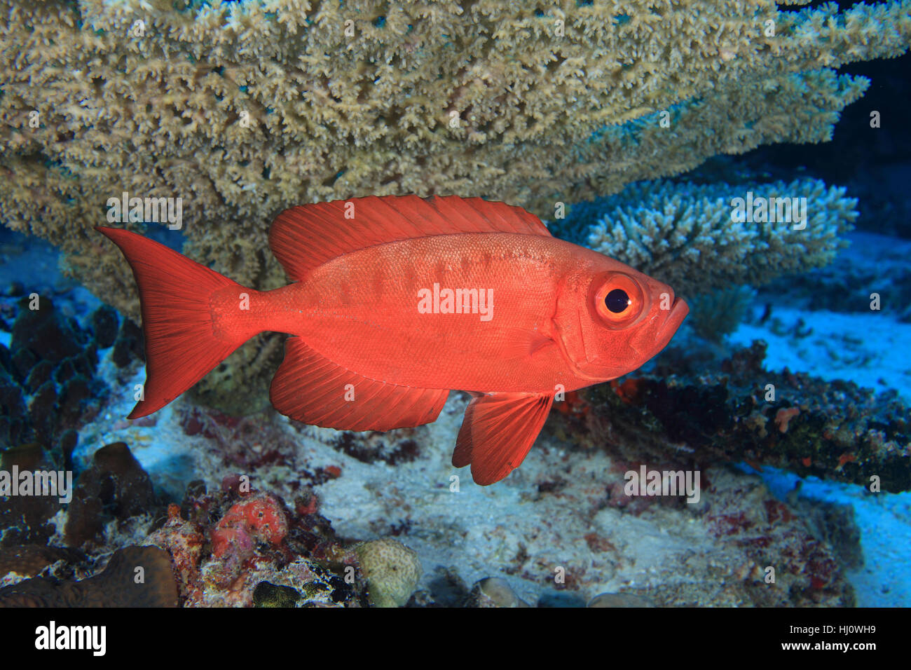 Harsh fish underwater fish pisces hi-res stock photography and images ...