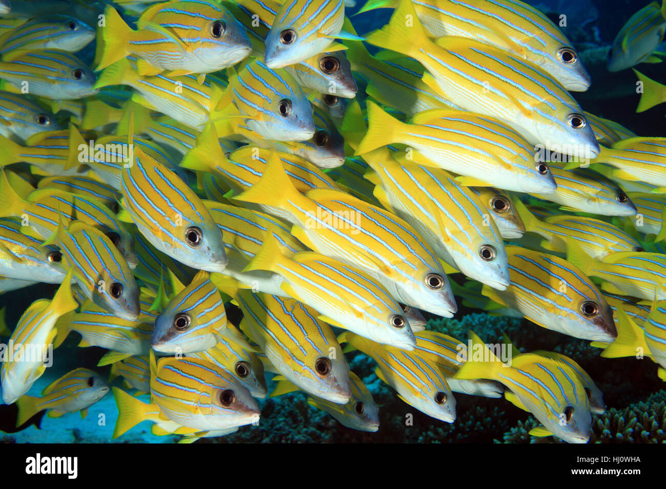 Blue stripe hi-res stock photography and images - Alamy