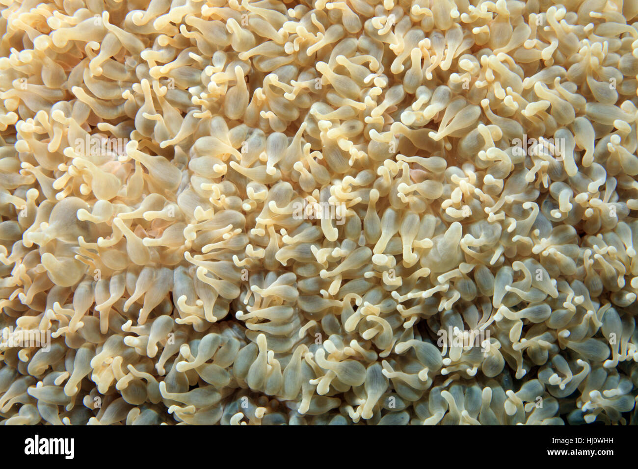 Polyp structures hi-res stock photography and images - Alamy