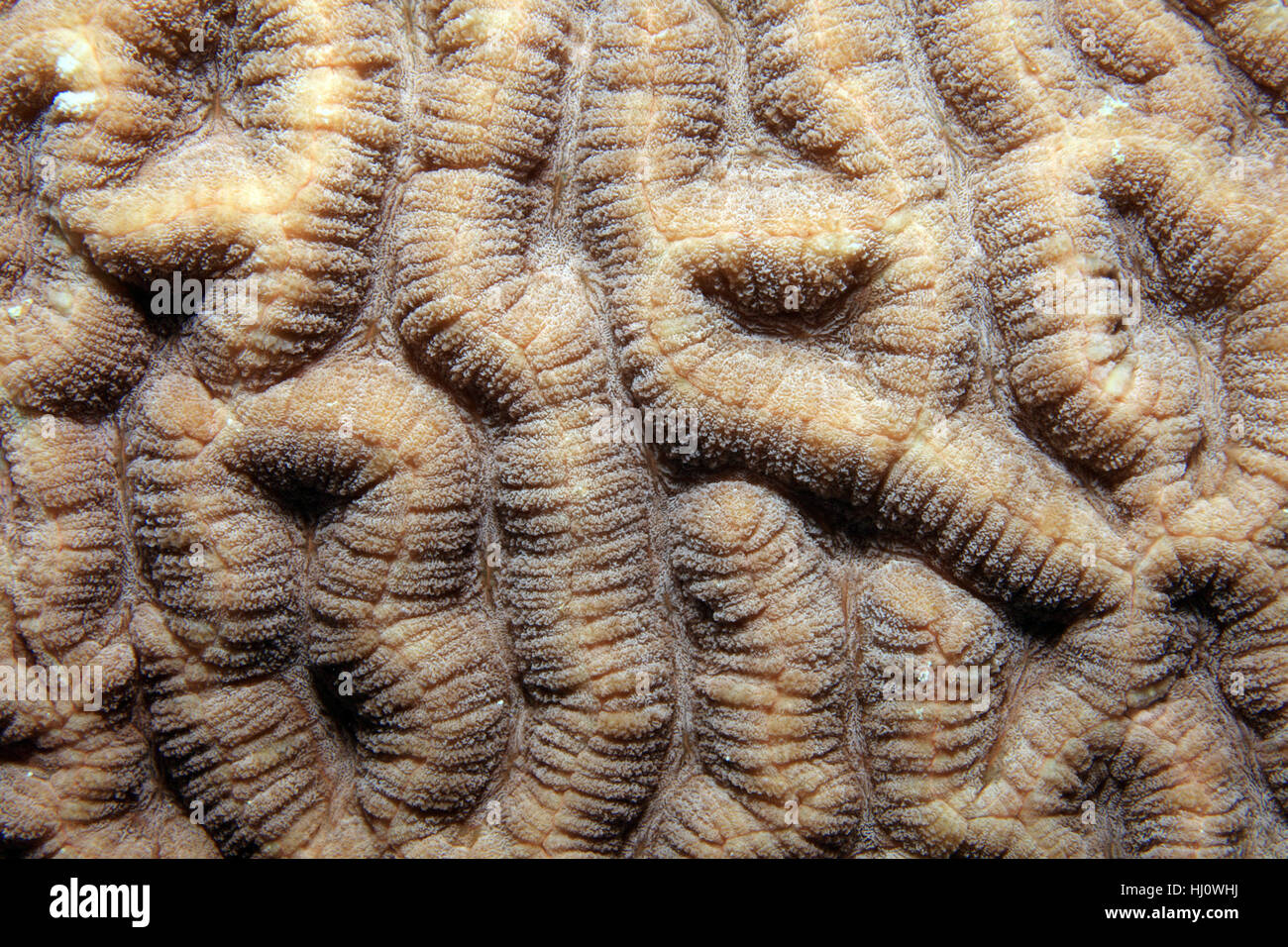 underwater, salt water, sea, ocean, water, backdrop, background, nature ...