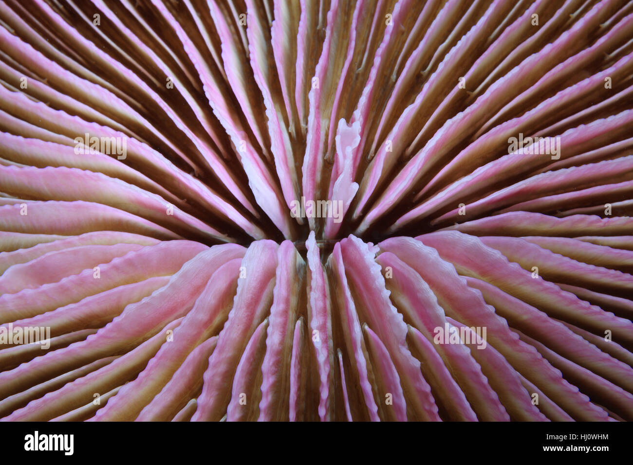 Polyp structures hi-res stock photography and images - Alamy