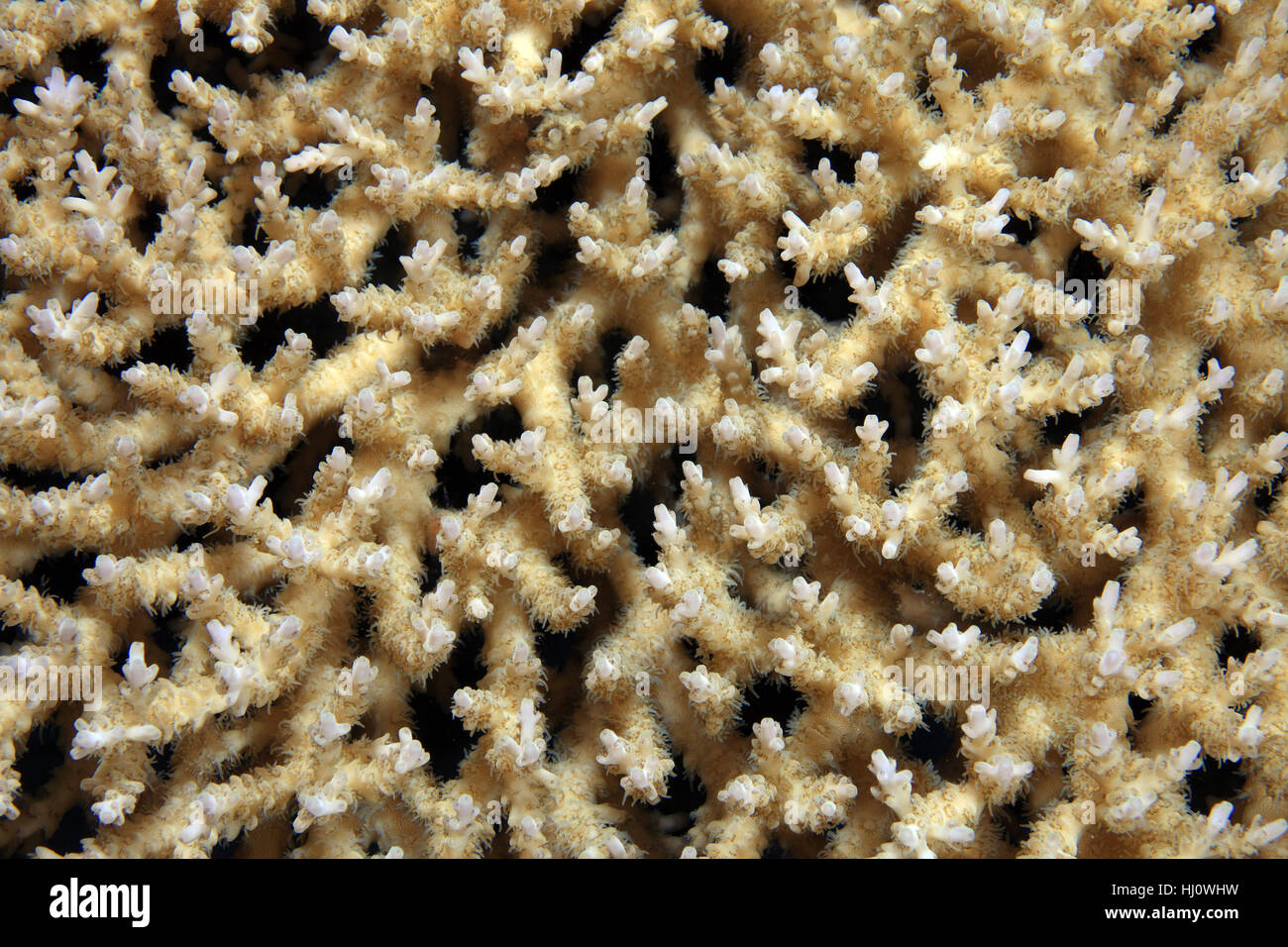 underwater, salt water, sea, ocean, water, backdrop, background, nature ...