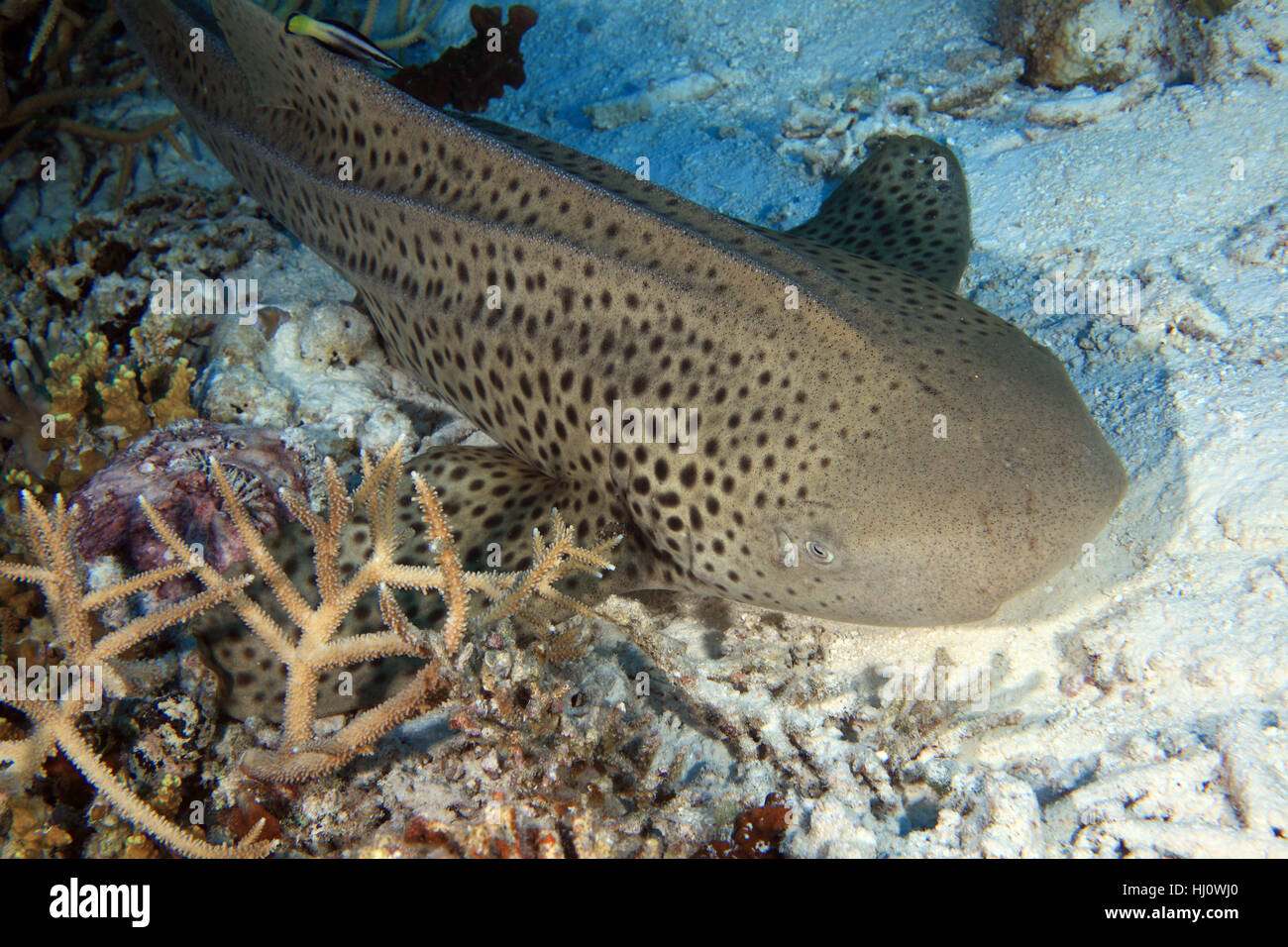 Leopard sharks hi-res stock photography and images - Alamy