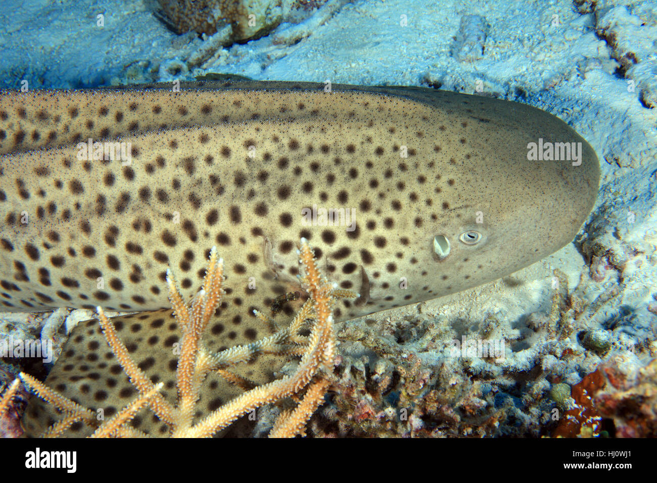 Leopard sharks hi-res stock photography and images - Alamy