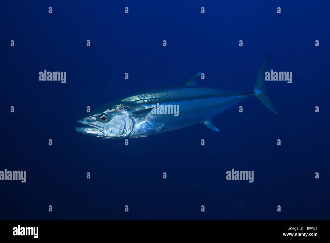 fish, underwater, periled, salt water, sea, ocean, water, tunny, tuna ...