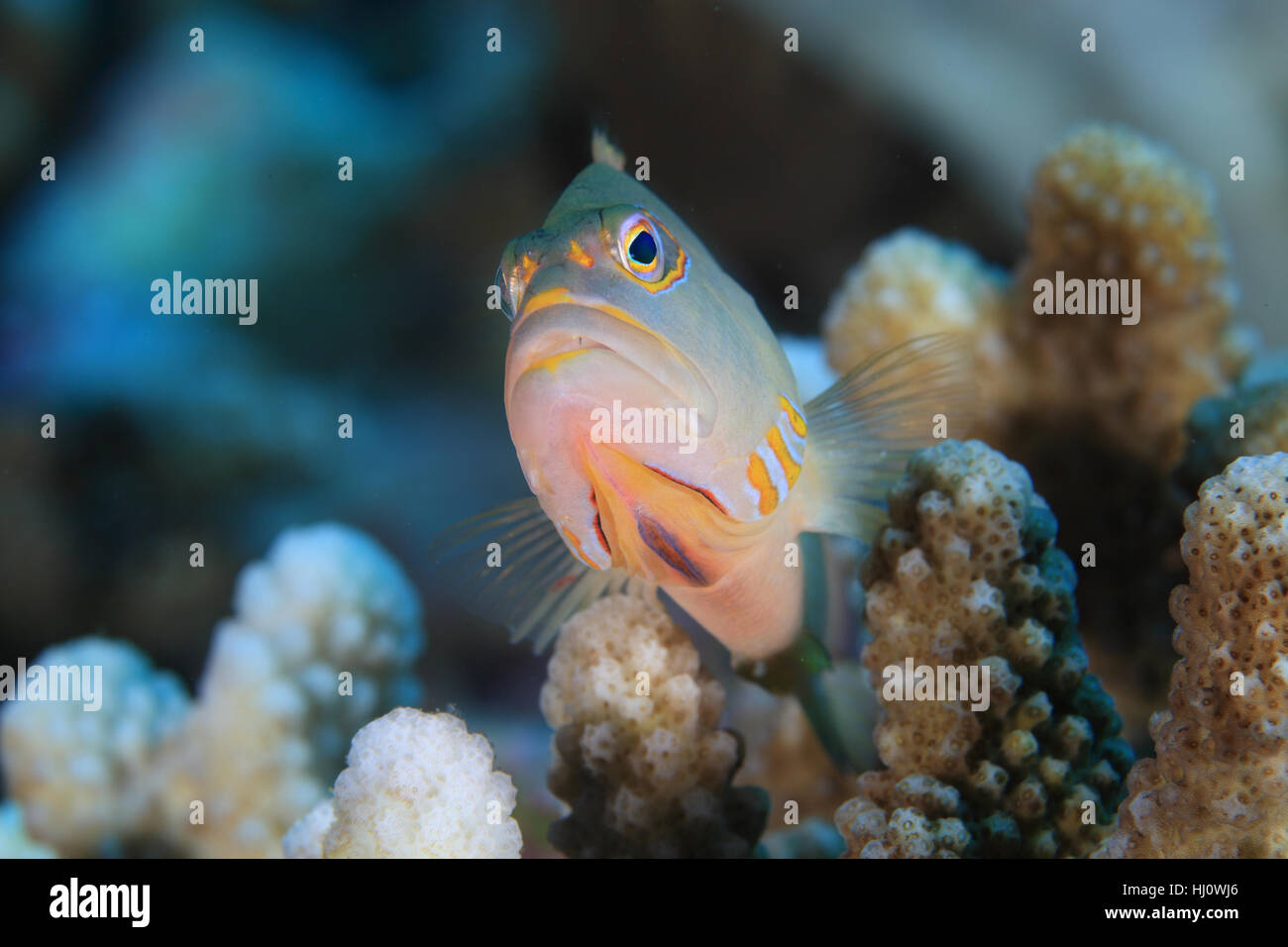 Harsh fish underwater fish pisces hi-res stock photography and images ...