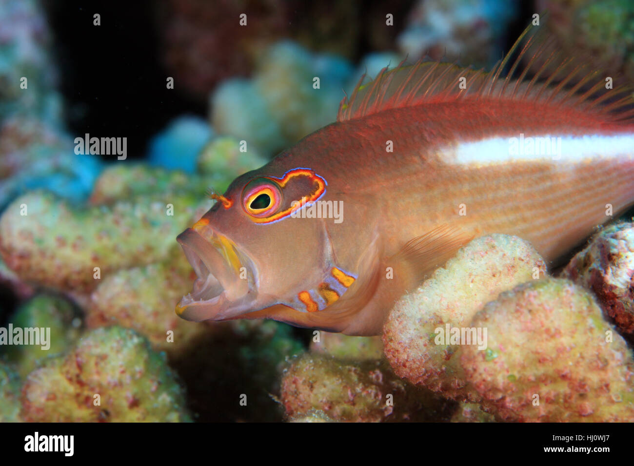 Harsh fish underwater fish pisces hi-res stock photography and images ...