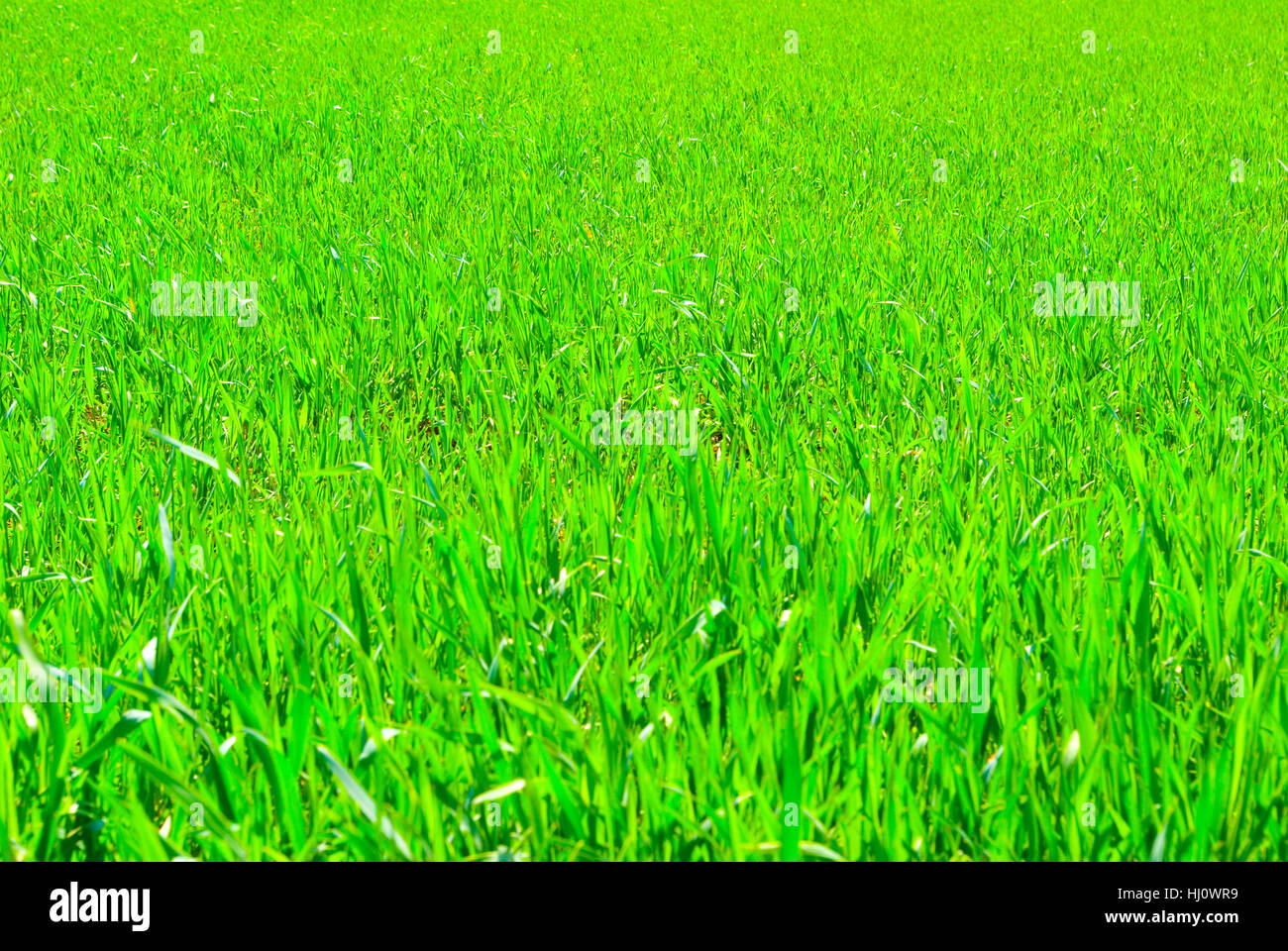 field, summer, summerly, growth, backgrounds, energy, vitality, meadow ...