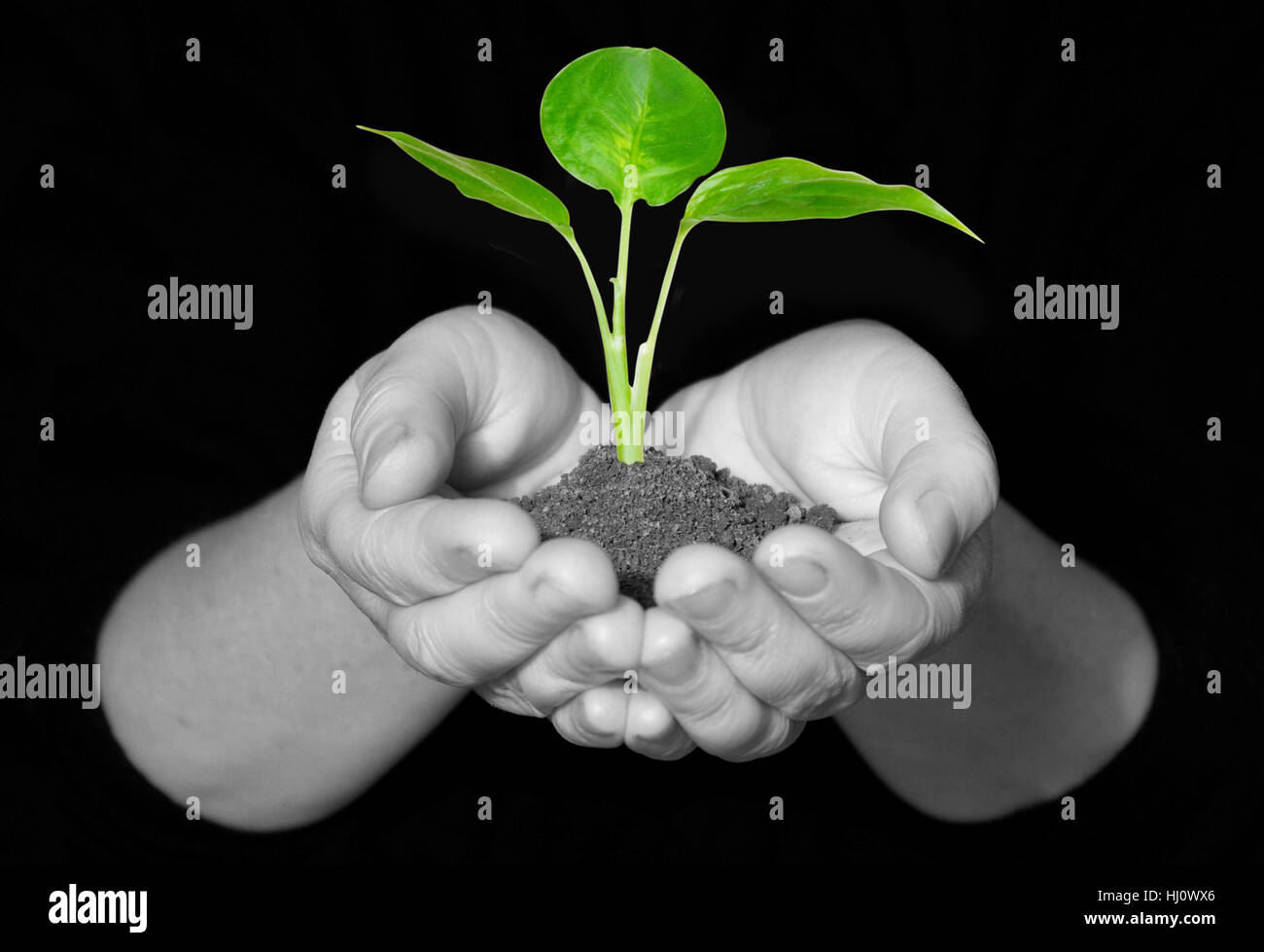 Hands holding sapling in soil Stock Photo - Alamy