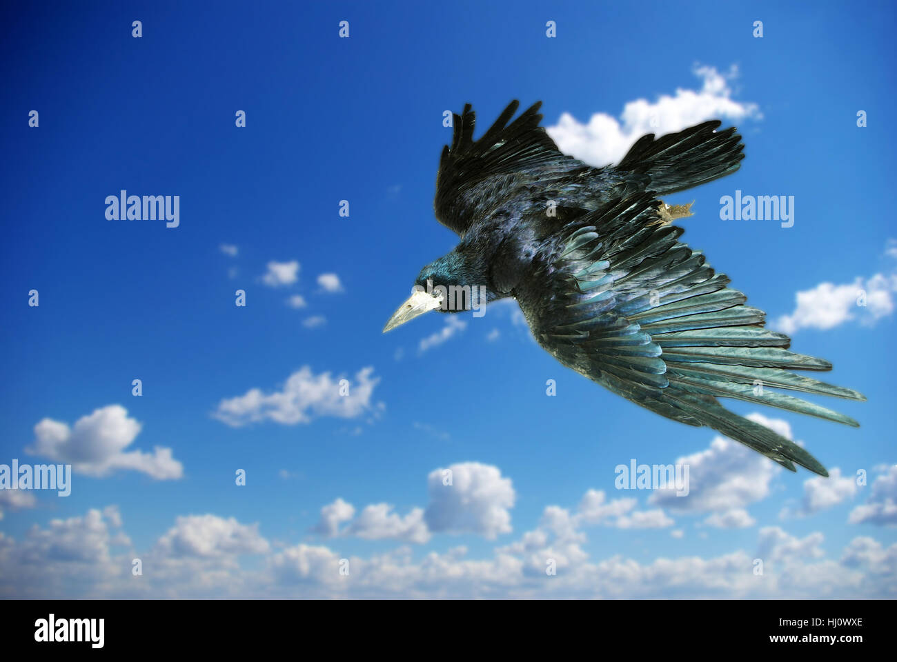 A crow is on wing in blue sky Stock Photo - Alamy