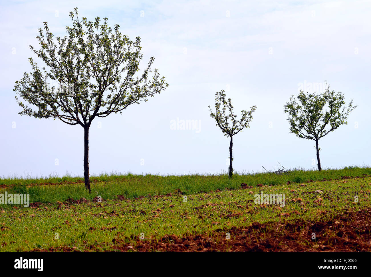tree, horizon, flower, plant, bloom, blossom, flourish, flourishing ...