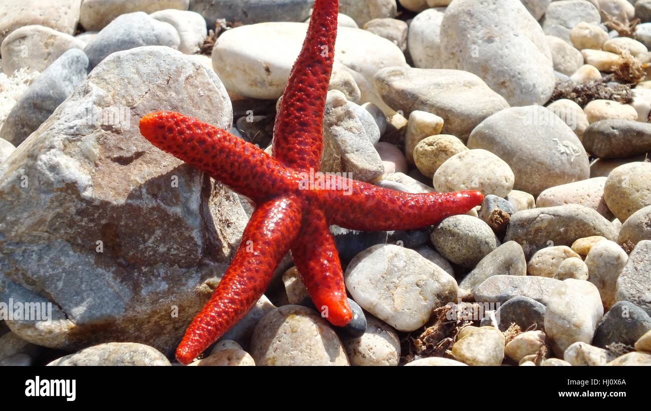 beach, seaside, the beach, seashore, bay, starfish, sunburn, salt water ...