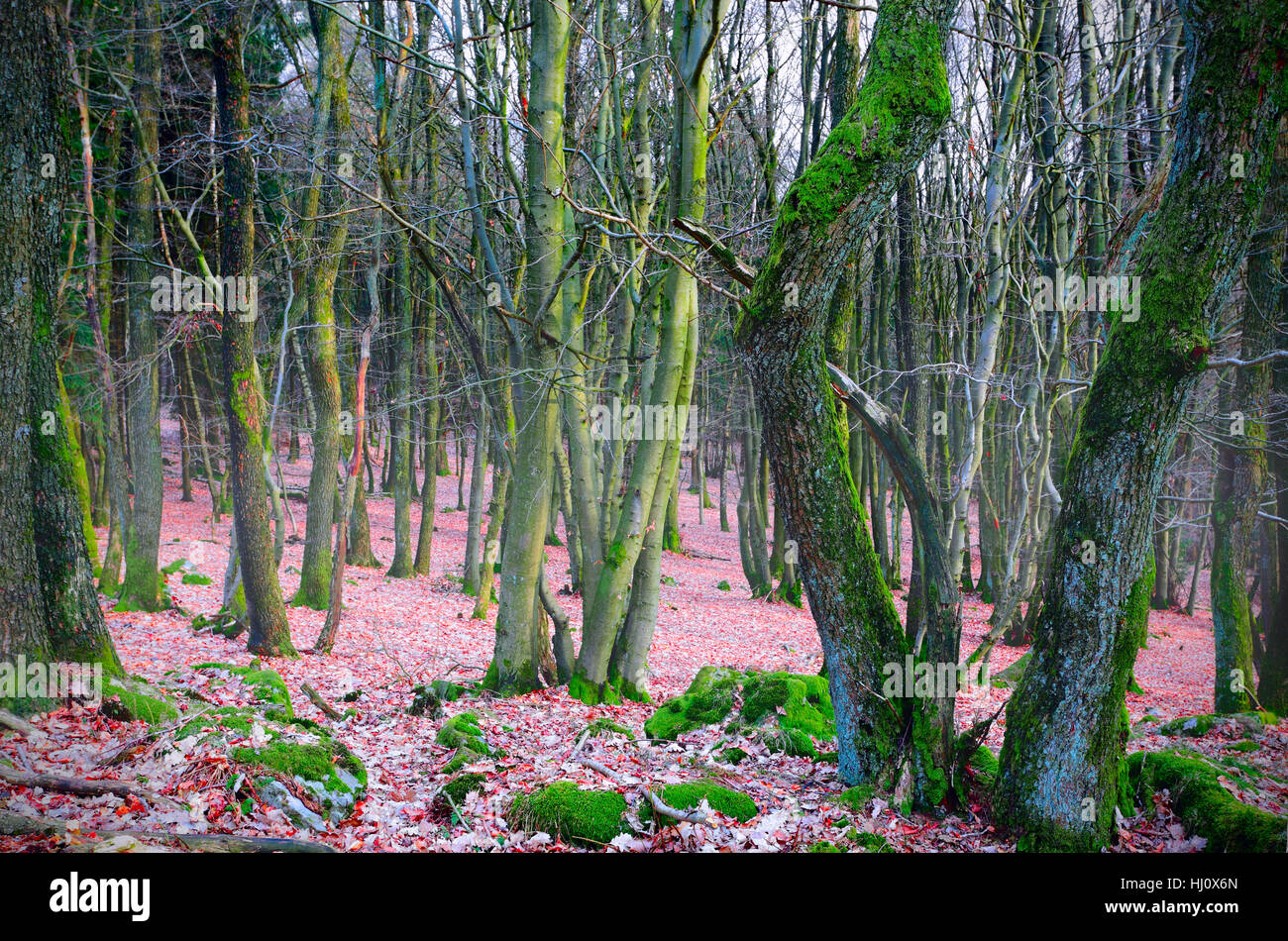 tree, deciduous tree, fog, haze, oak, horizontal, spring, bouncing ...