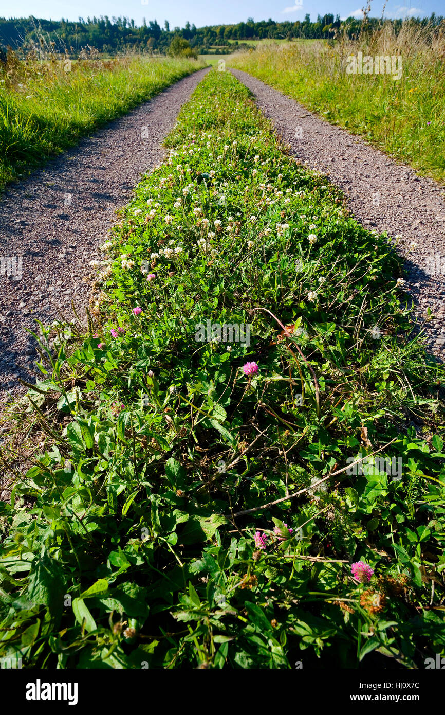 leaf, stone, flower, plant, agriculture, farming, dirt road, cloud ...