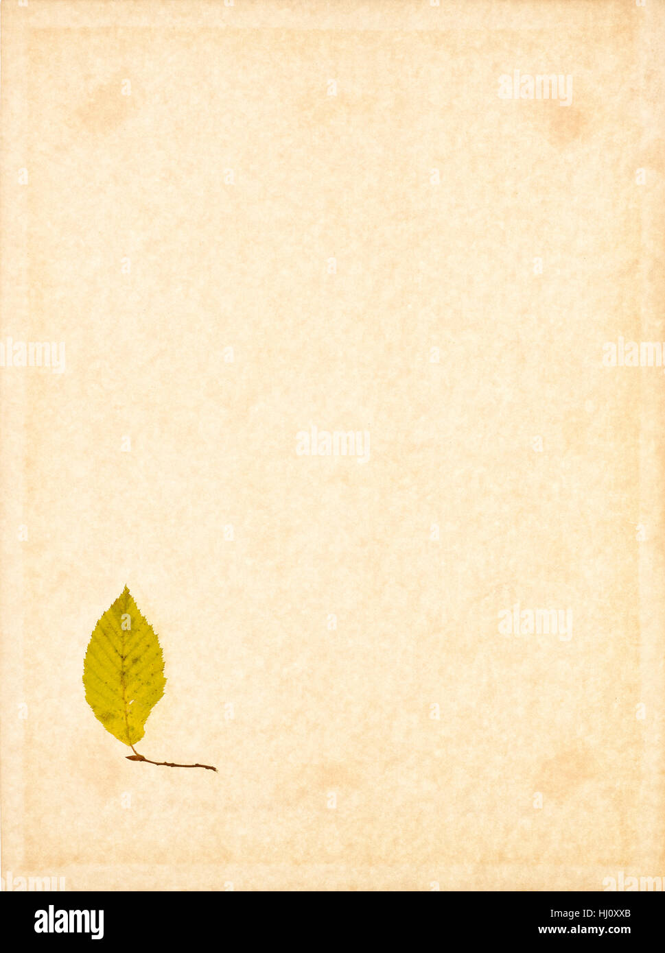 autumn leaves paper background Stock Photo - Alamy