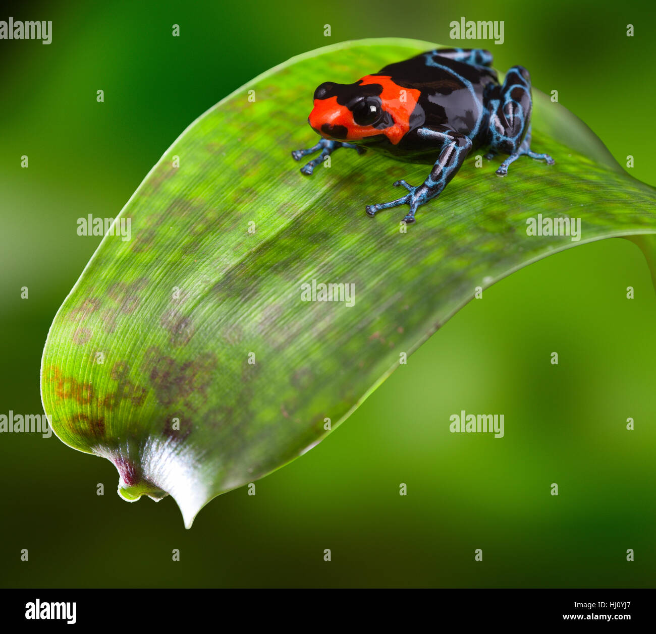 blue, leaf, amphibian, small, tiny, little, short, jungle, exotic, frog ...