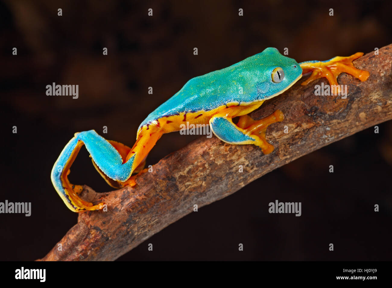 blue, animal, amphibian, green, jungle, branch, exotic, frog, rise ...