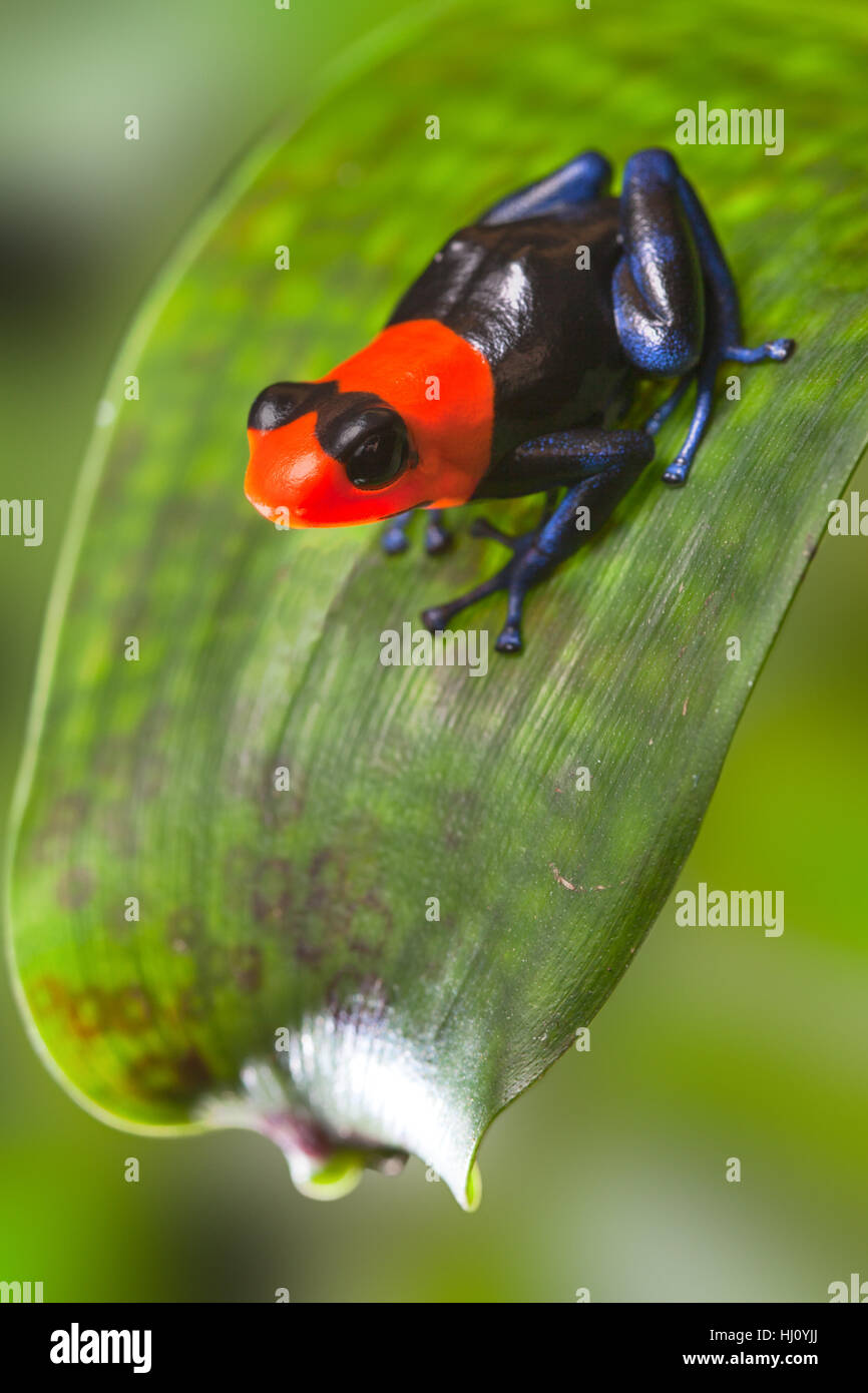 leaf, exotic, poison, tropical, warning, peru, put, sitting, sit ...