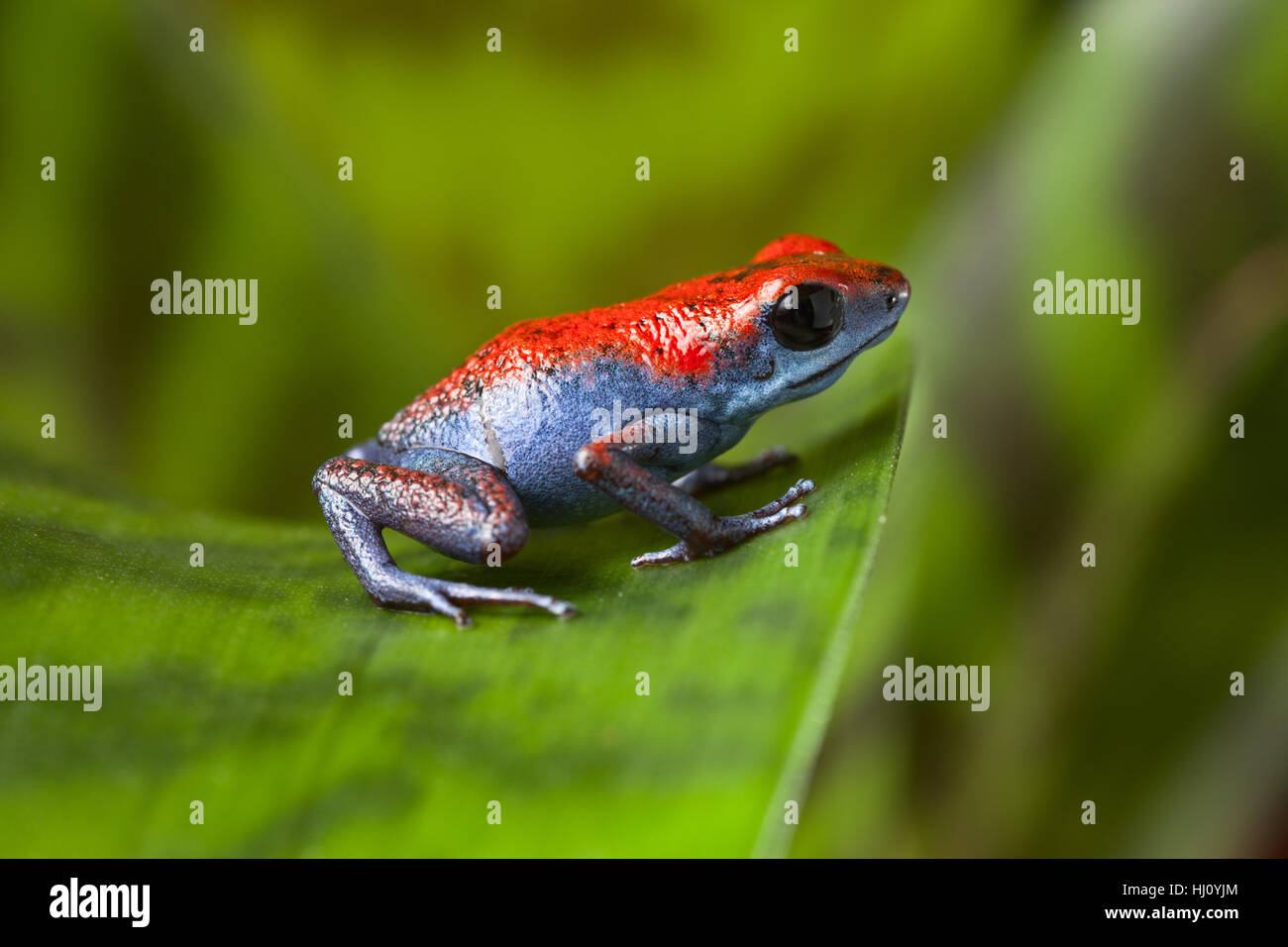 blue, amphibian, small, tiny, little, short, purple, frog, tropical ...