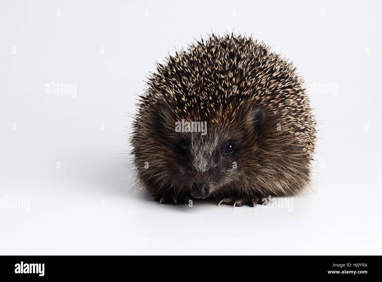 hedgehog, closeup, animal, mammal, wildlife, hedgehog, winter sleep ...