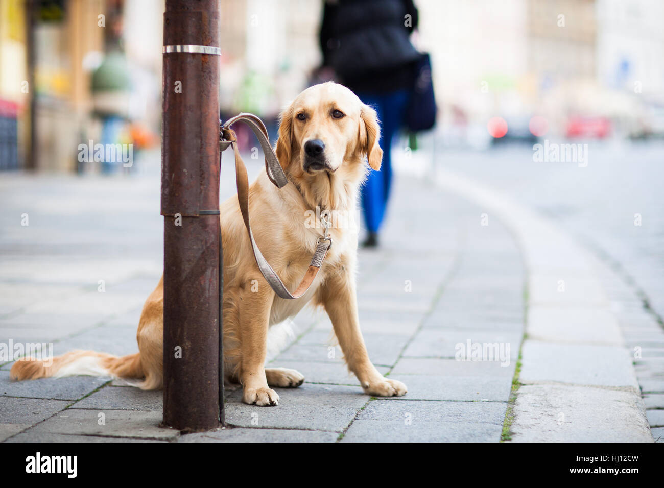 Cute dog waiting patiently for his master on a city street Stock Photo ...