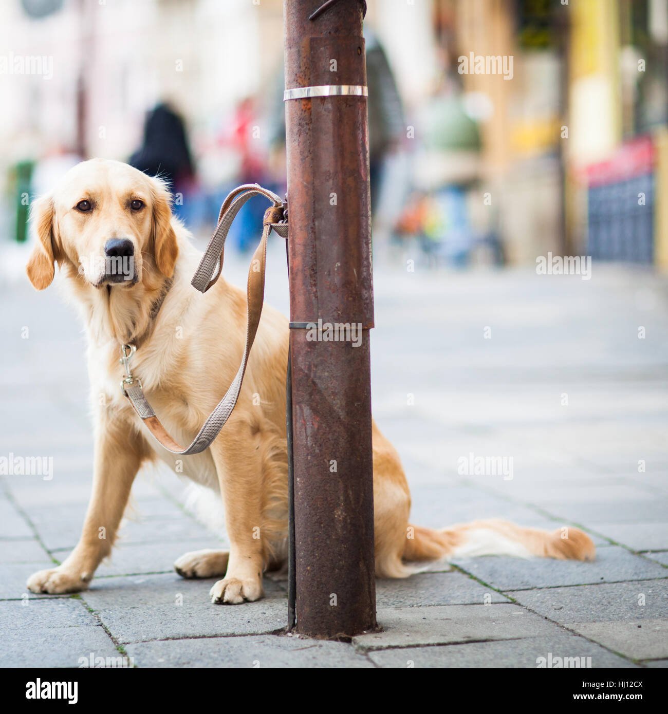 Cute dog waiting patiently for his master on a city street Stock Photo ...
