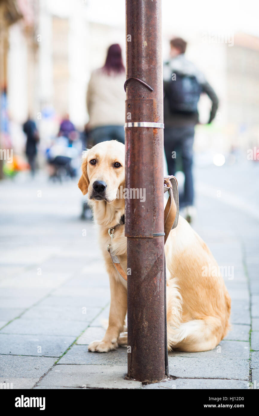 Cute dog waiting patiently for his master on a city street Stock Photo ...