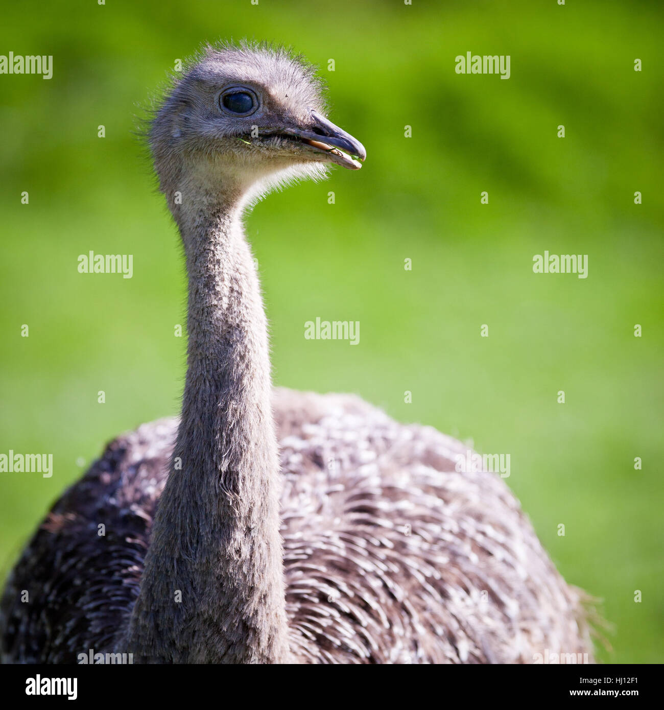 animal, bird, wild, portrait, outdoor, outdoors, safari, ostrich, close ...