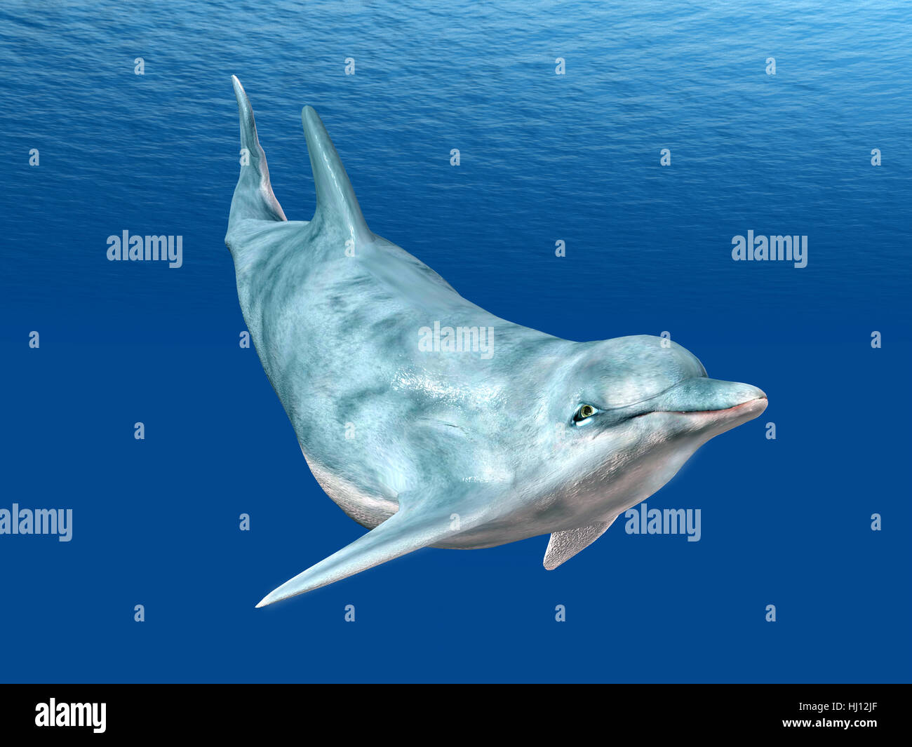 dolphin, salt water, sea, ocean, water, nature, entertainment, animal ...