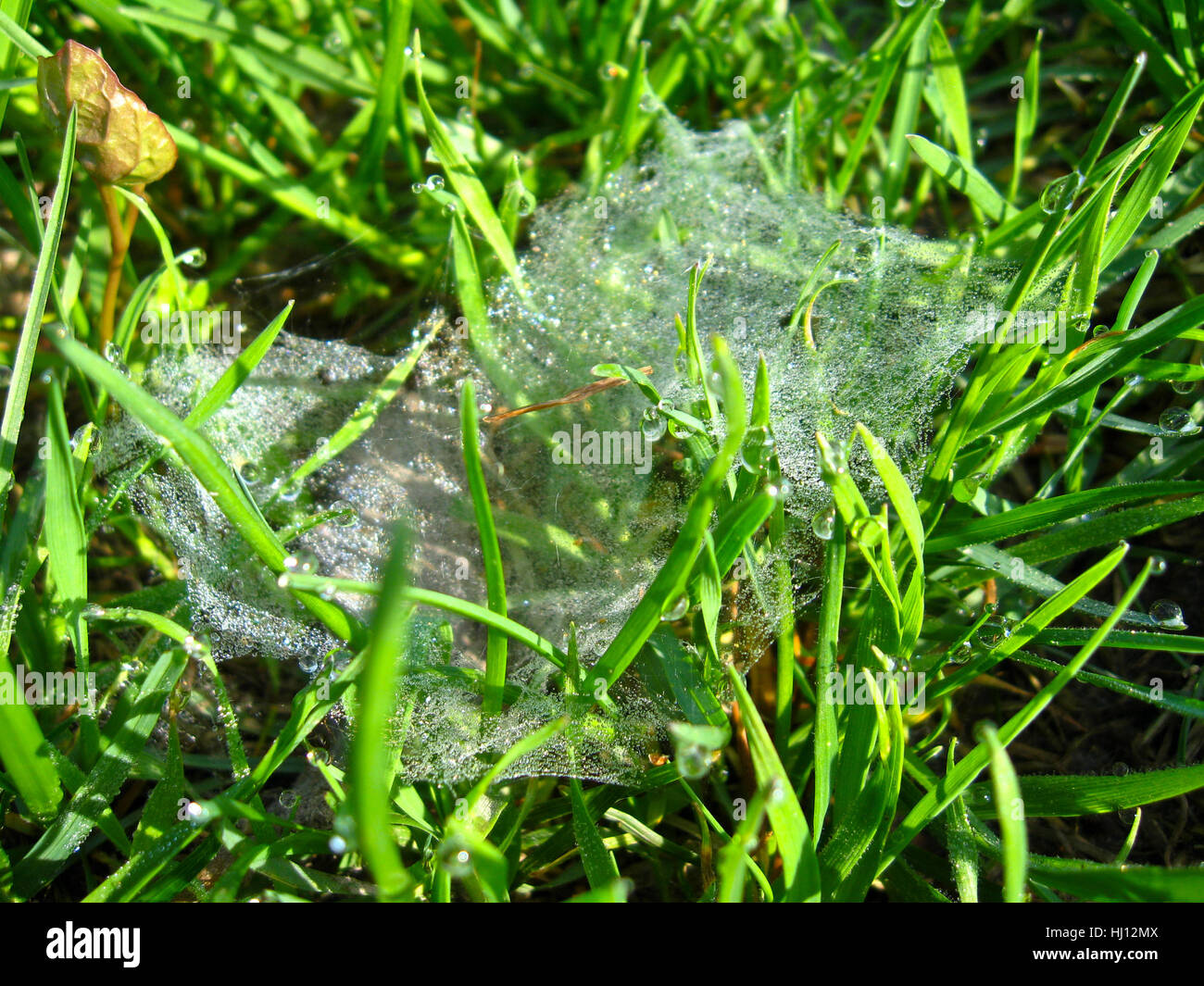 animal, insect, spider, trap, graphic, conspicuous, pictographic ...