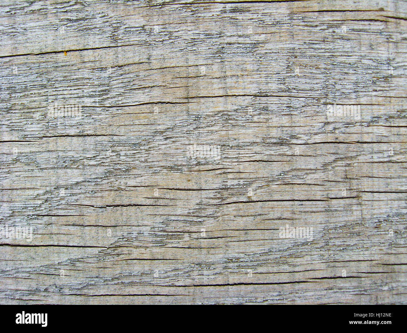 tree, wood, cut, pattern, wooden, photo, picture, image, copy ...