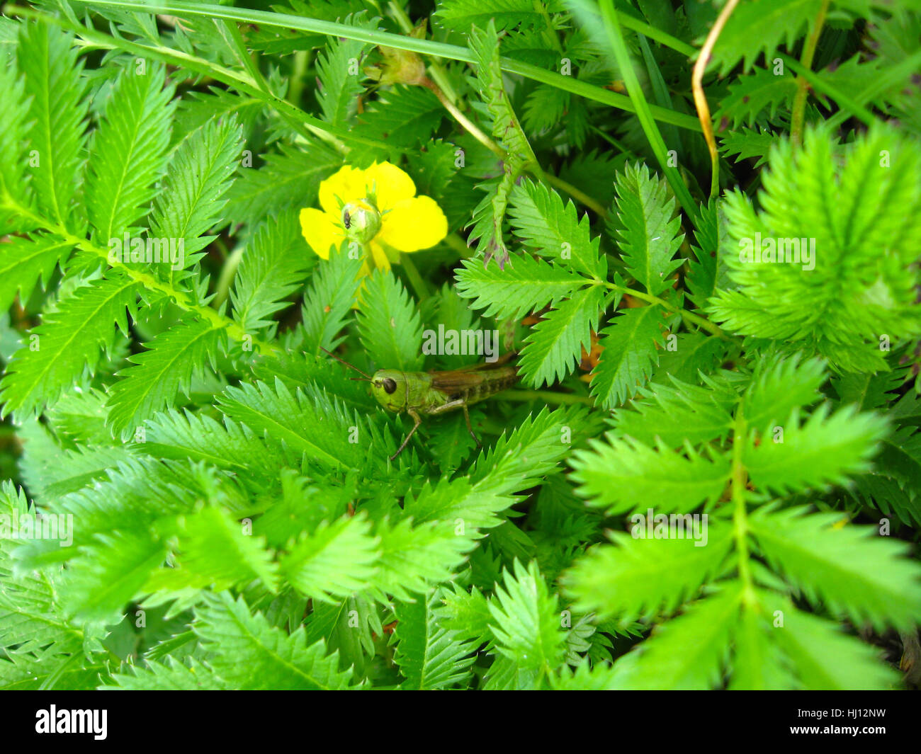 insect, grasshopper, back, paws, put, sitting, sit, meadow, grass, lawn ...