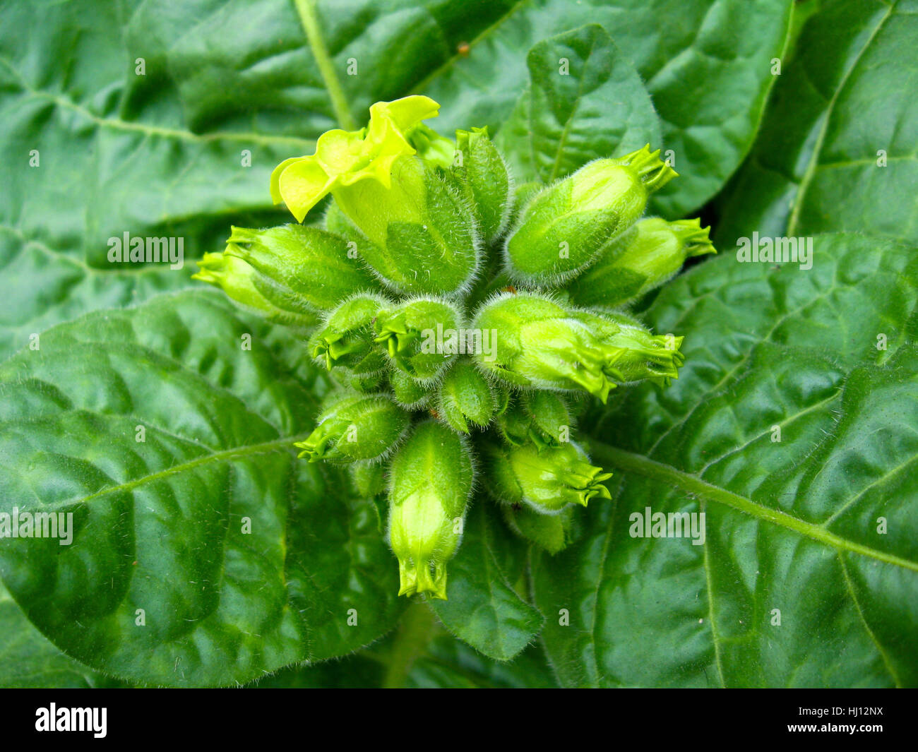 flower, plant, bud, tobacco, smoker, whiff, smoke, smoking, cigarette ...