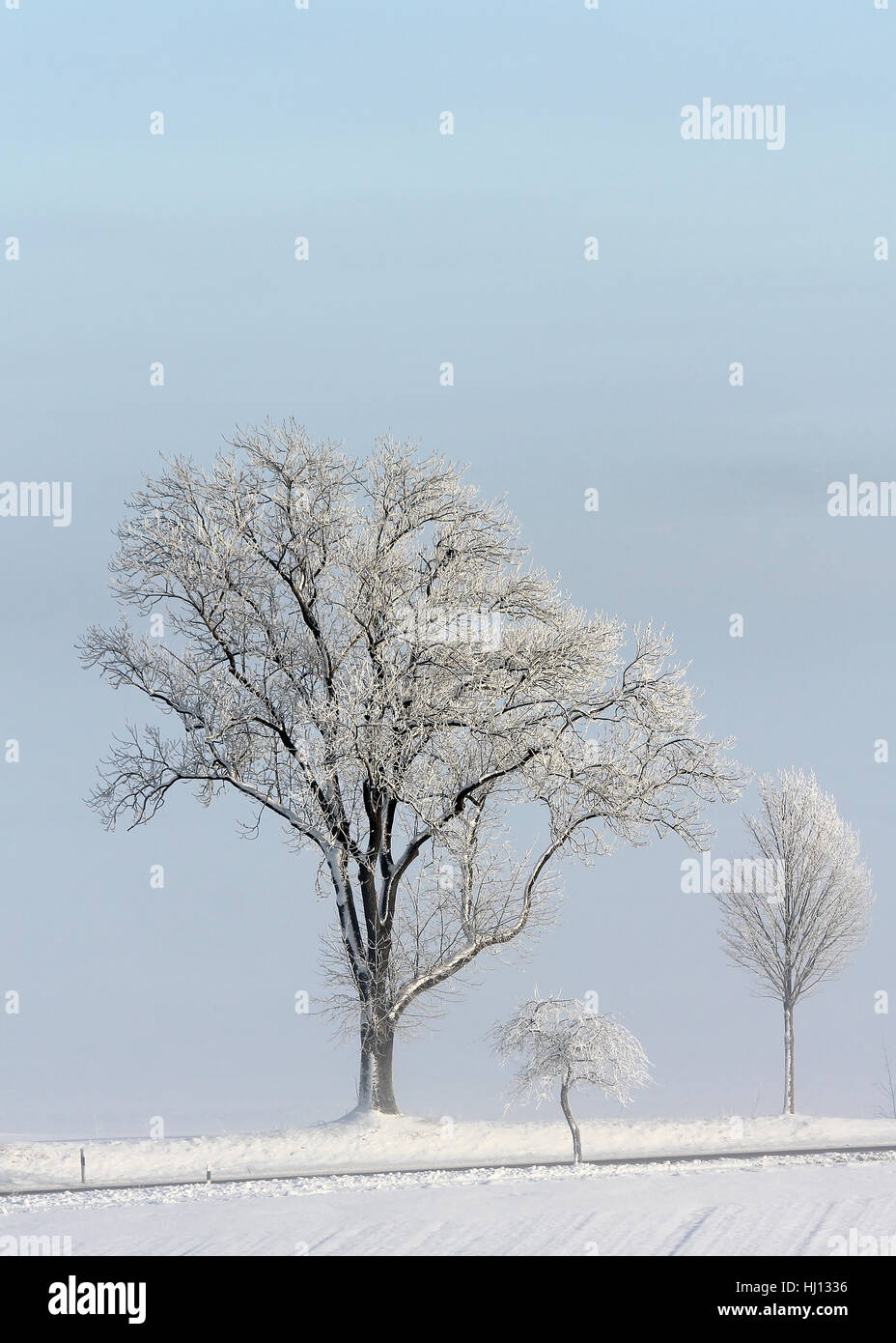 blue, tree, trees, winter, cold, trunk, field, fog, ripe, branches, ice ...
