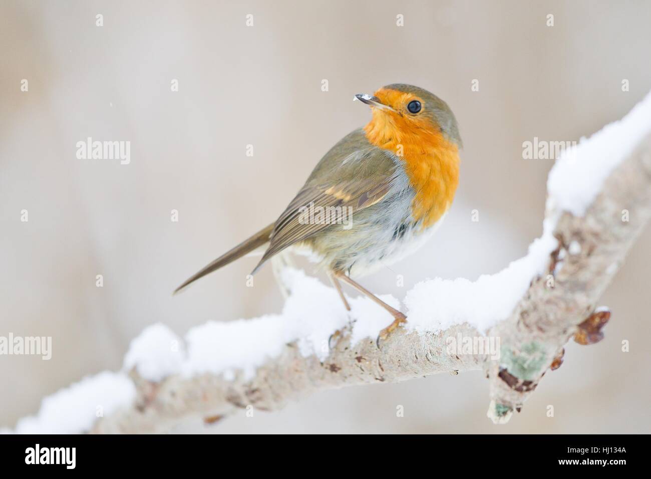 plumage, robin, orange, red, winter, cold, eye, organ, beak, snowfall ...
