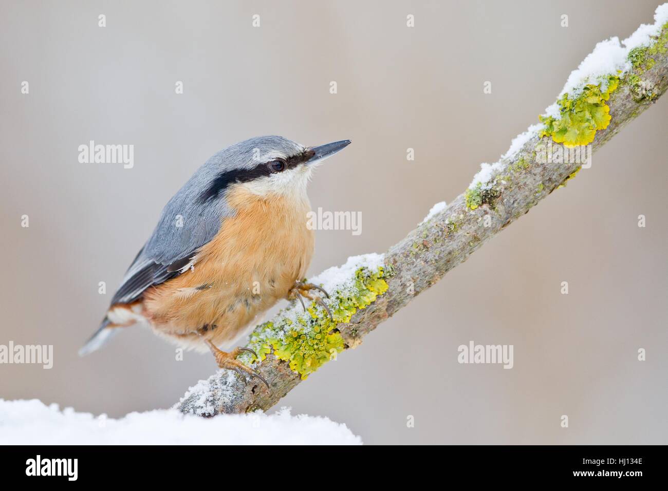 tree, eye, organ, feathering, acrobat, tree, cold, eye, organ ...