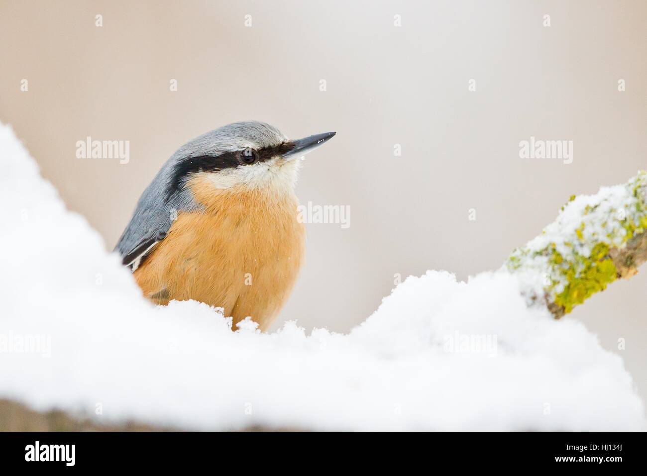 tree, eye, organ, feathering, acrobat, tree, cold, eye, organ ...
