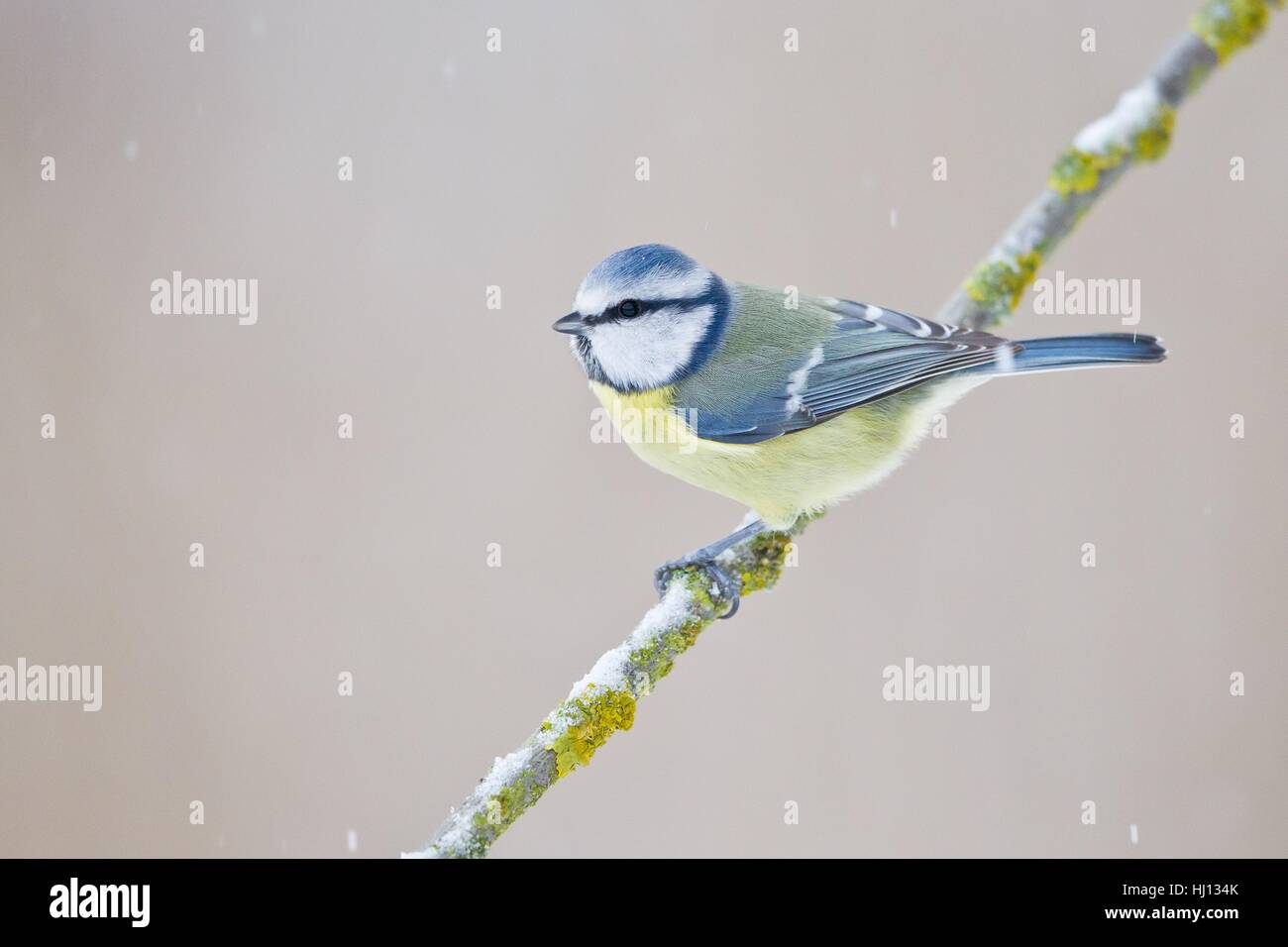 blue, wing, ice, branch, claws, blue tit, feather, yellow, blue, cold ...