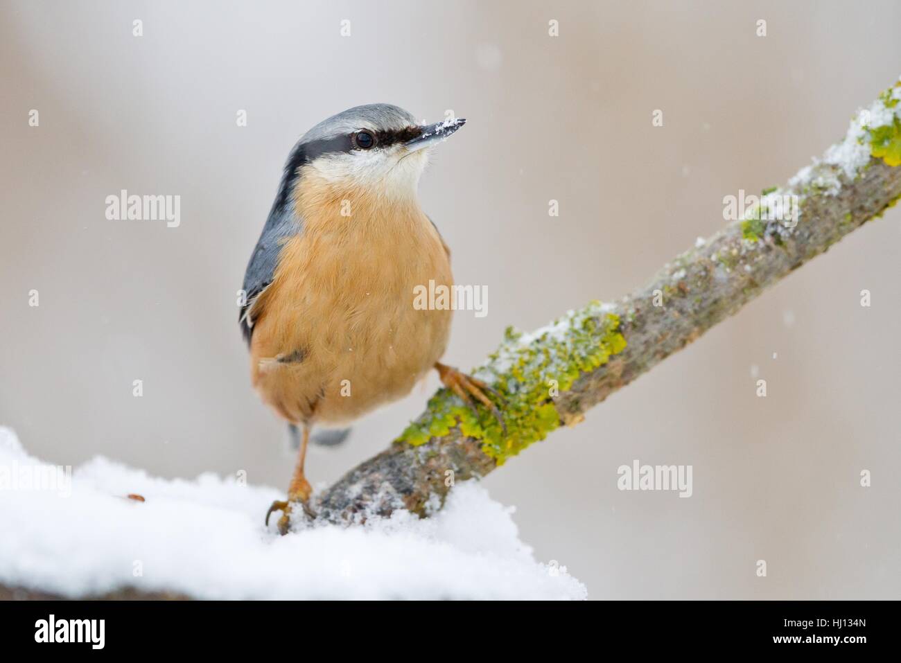tree, eye, organ, feathering, acrobat, tree, cold, eye, organ ...