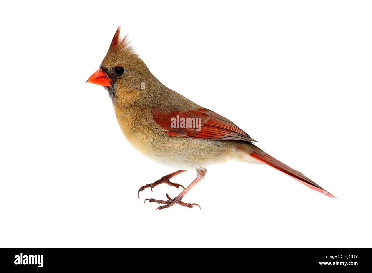 Cardinal Bird Cut Out Stock Images & Pictures - Alamy
