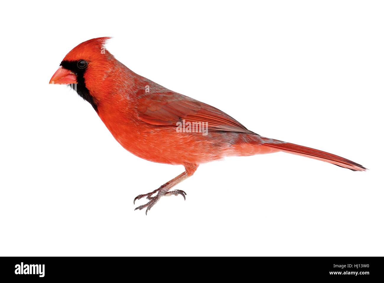 Red male cardinal Cut Out Stock Images & Pictures - Alamy