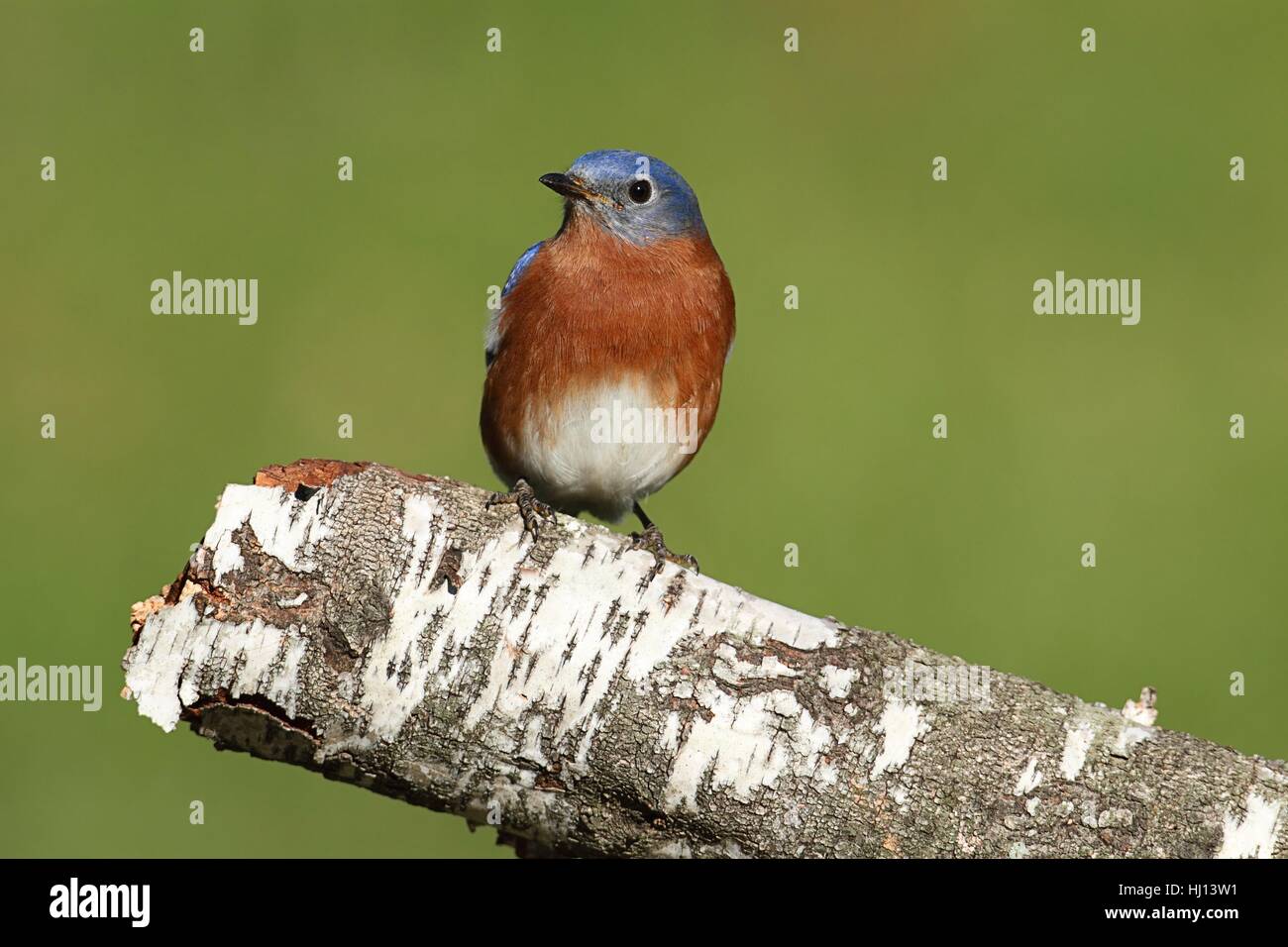 blue, bird, wild, wildlife, nature, blue, animal, bird, fauna, wild ...