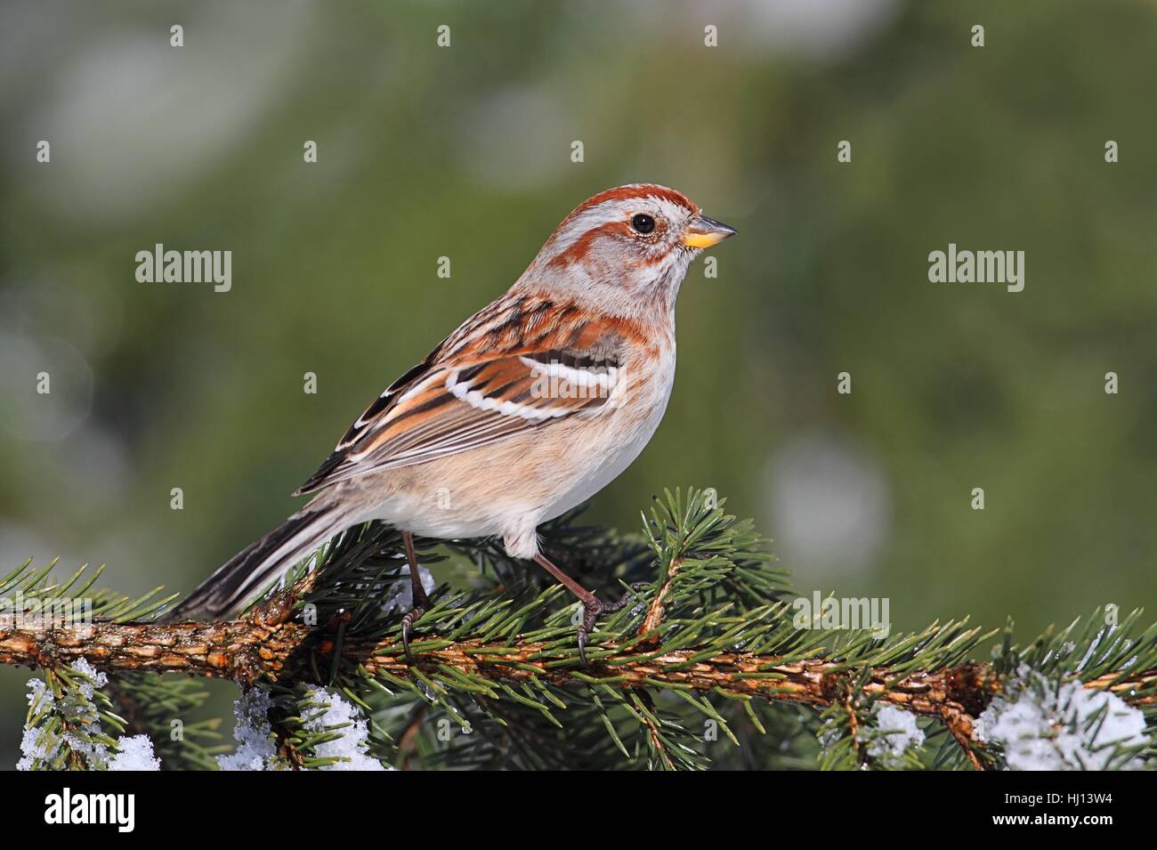 bird, wild, birds, sparrow, wildlife, nature, animal, bird, fauna, wild ...