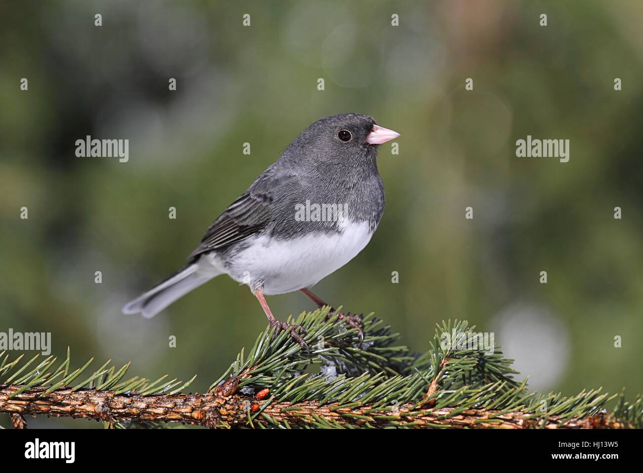 winter, bird, pine, snow, coke, cocaine, material, drug, anaesthetic ...